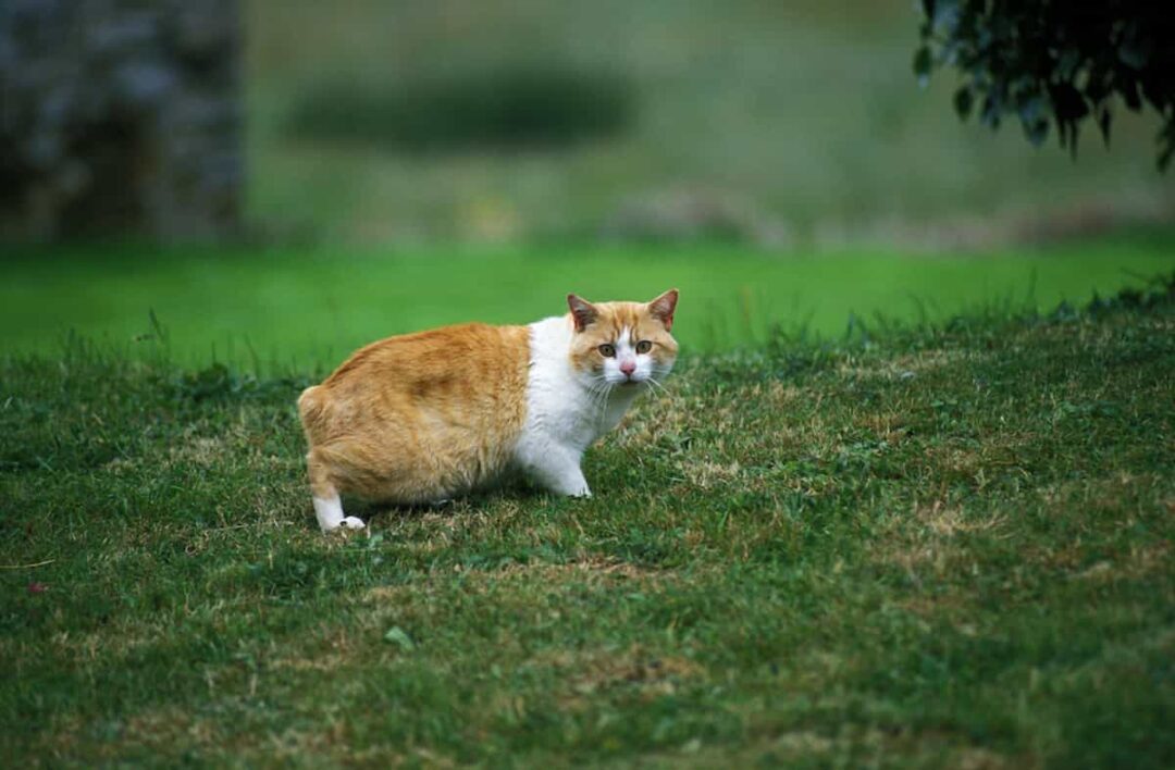 Tailless Wonders: How Do Cats Balance Without Tails? – FAQcats.com