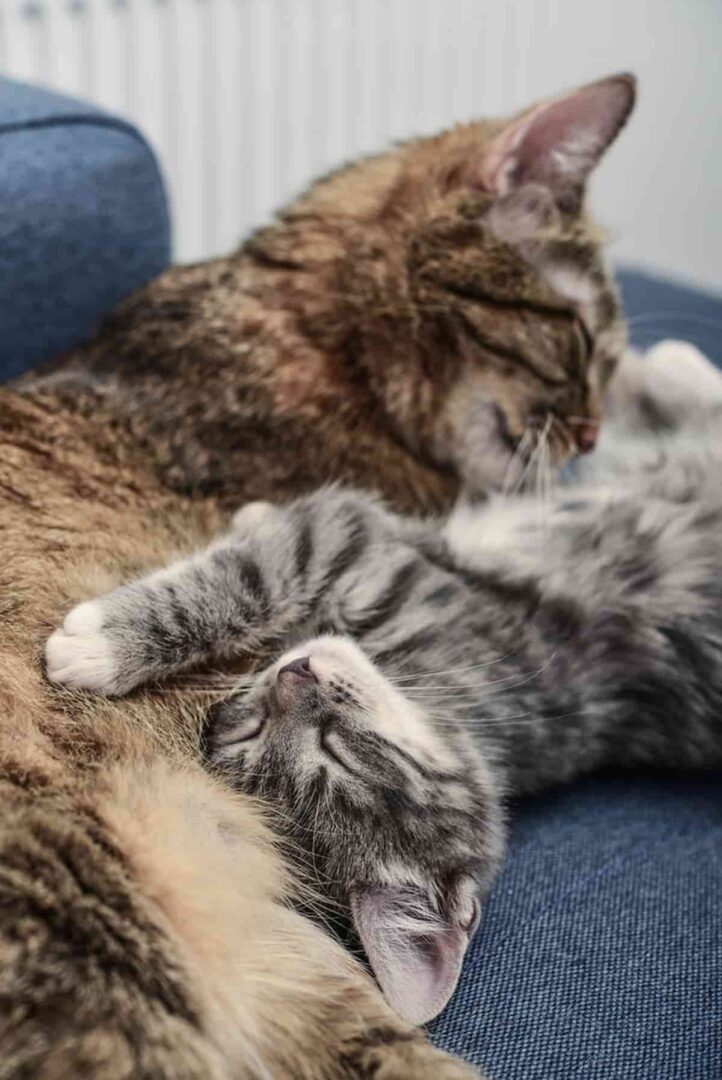 How To Get Two Cats To Sleep Together: Tips & Tricks That Work ...