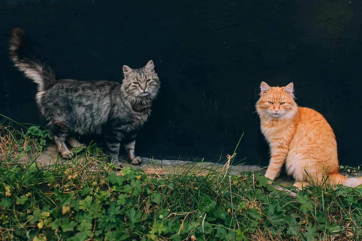 Wil Cat’s Protect Each Other – FAQcats.com