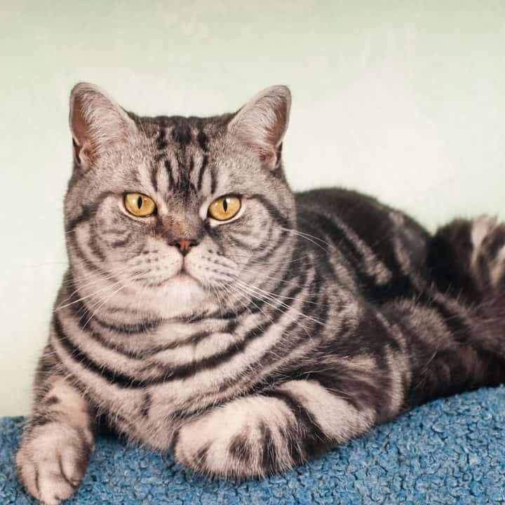 16 Most Affordable Cat Breeds (Prices & Pictures) – FAQcats.com