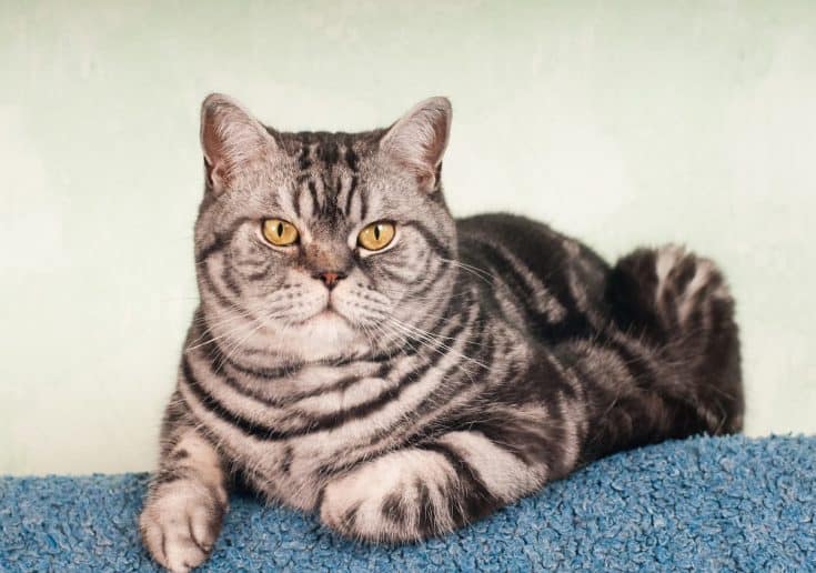 16 Most Affordable Cat Breeds (Prices & Pictures) – FAQcats.com