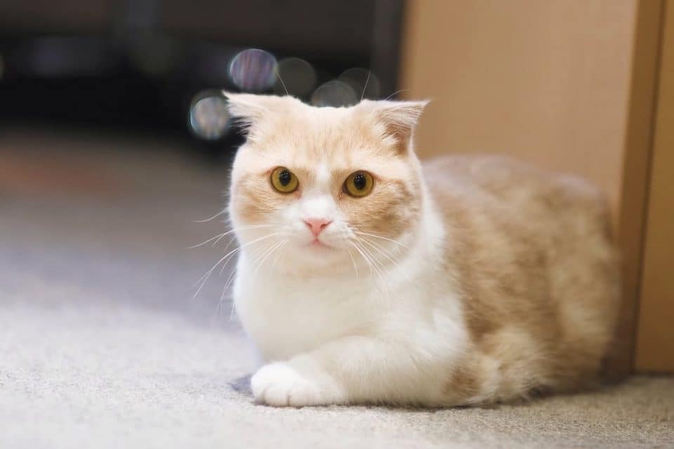 16 Most Affordable Cat Breeds (Prices & Pictures) – FAQcats.com