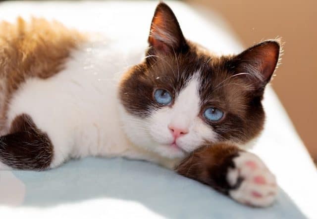16 Most Affordable Cat Breeds (Prices & Pictures) – FAQcats.com