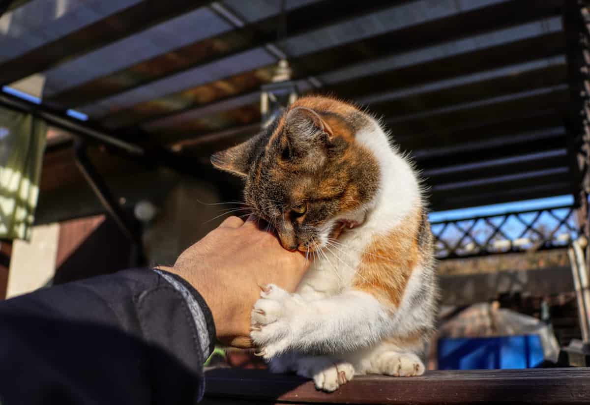 Why Do Cats Sharpen Their Claws When They See You – FAQcats.com