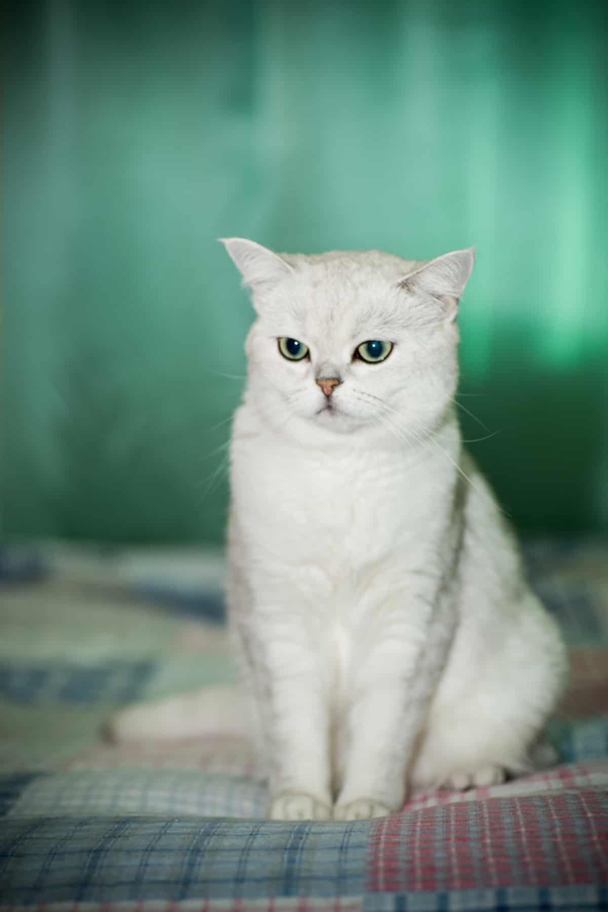 Do Kittens That Are Born White Stay White – FAQcats.com