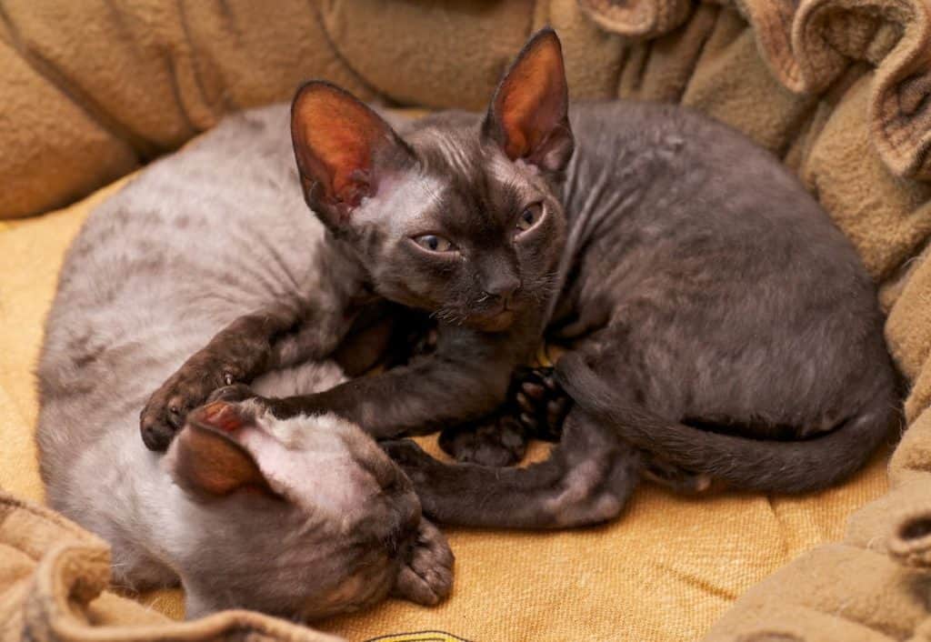 13 Grey Cat Breeds – An Overview With Pictures! – FAQcats.com