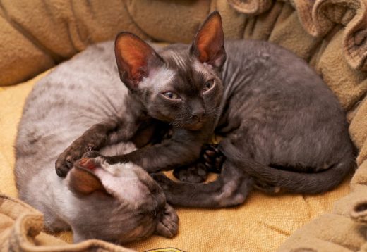 13 Grey Cat Breeds – An Overview With Pictures! – FAQcats.com