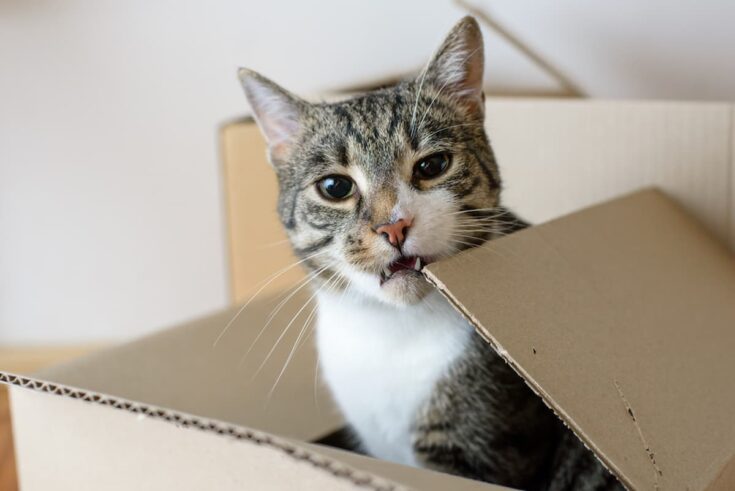 7 DIY Cat Tree Plans You Can Build Today – FAQcats.com