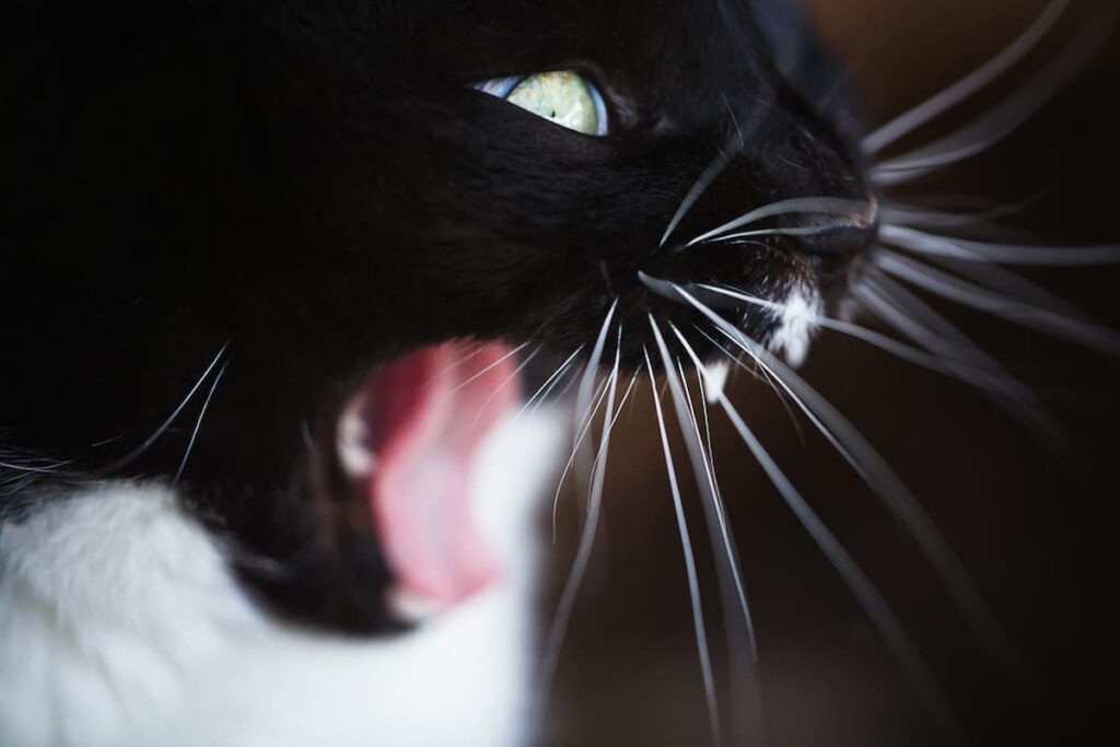 Do Black Cats Meow More – What You Should Know! – FAQcats.com