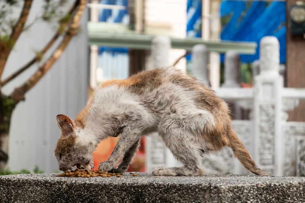 Do Feral Kittens Make Good Pets – Factors To Consider – FAQcats.com