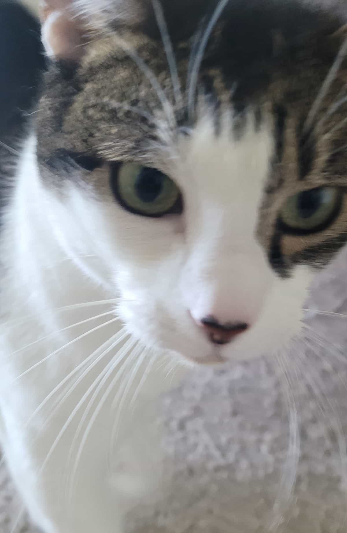 Do Cats Get Boogers – Nasal Discharge, Black Crust, & More – FAQcats.com