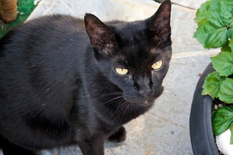16 Most Affordable Cat Breeds (Prices & Pictures) – FAQcats.com