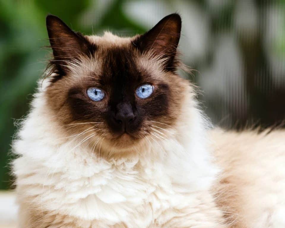 16 Most Affordable Cat Breeds (Prices & Pictures) – FAQcats.com