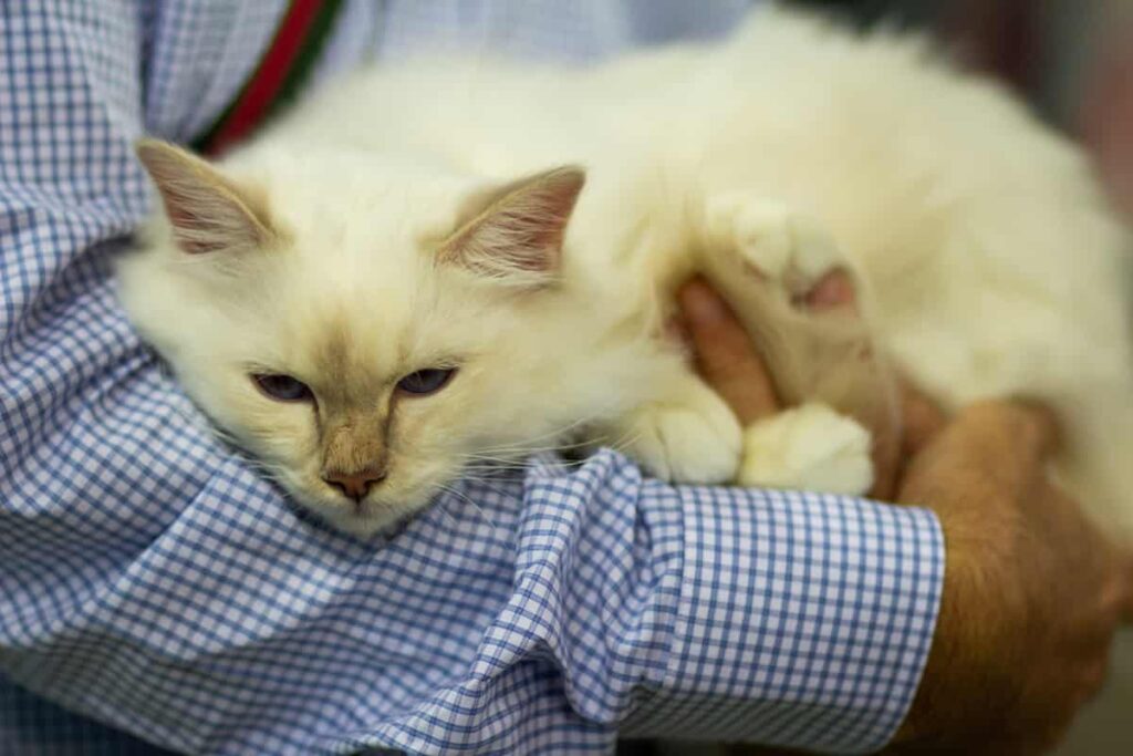 Why Are There So Many Cat Breeds – The History Behind Feline Evolution ...