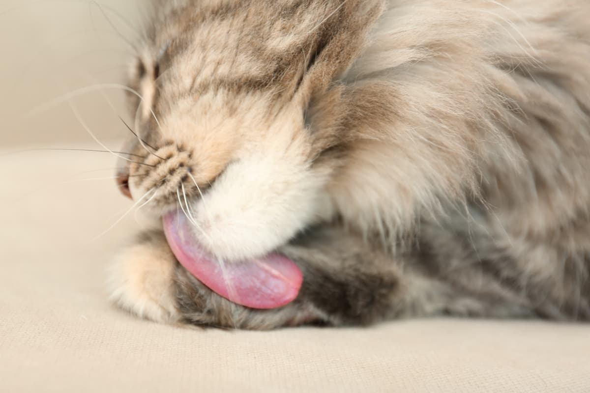 How Do Cats Not Get Sick From Licking Themselves – FAQcats.com