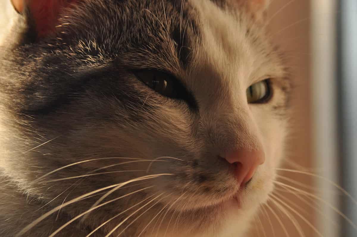 Unblinking Wonders: How Do Cats Go So Long Without Blinking? – FAQcats.com
