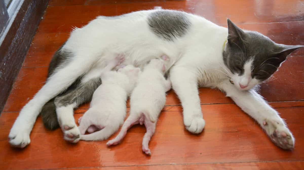 How Long Does Cat’s Milk Take To Dry Up: A Guide For Cat Owners ...