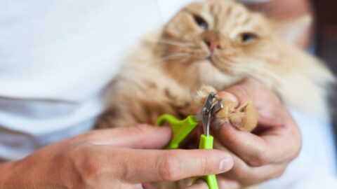 Tailless Wonders: How Do Cats Balance Without Tails? – FAQcats.com