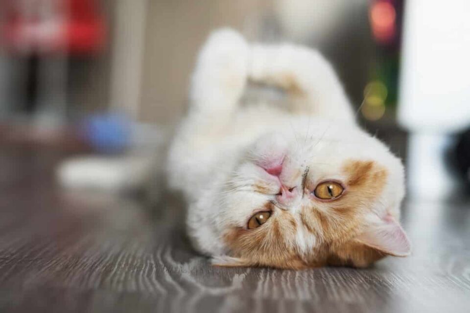 How Can You Tell If a Cat’s Back is Broken? Unveiling the Signs ...