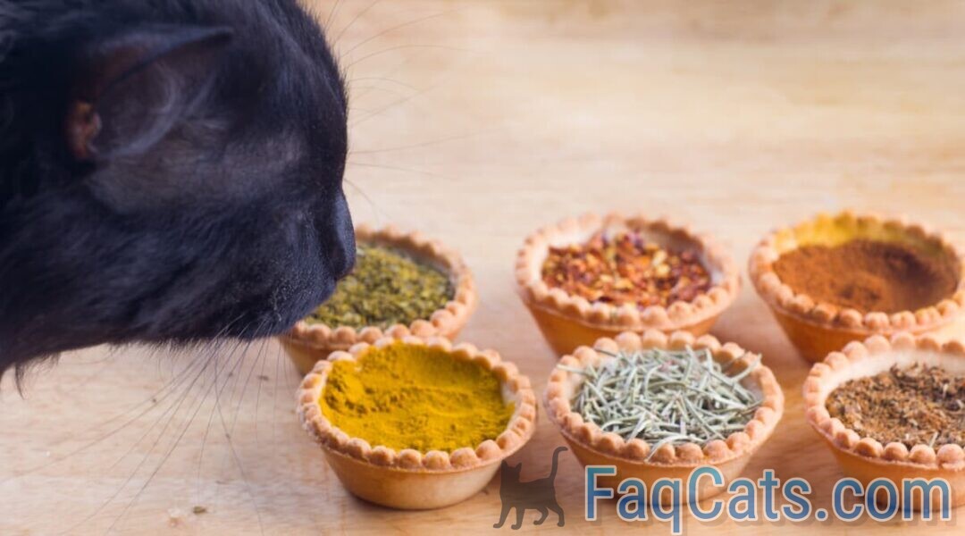 Is Turmeric Safe For Cats – Benefits, Uses & Effects – FAQcats.com