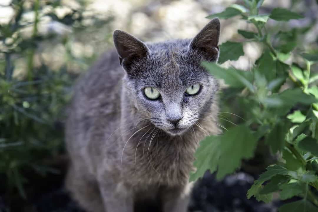 13 Grey Cat Breeds – An Overview With Pictures! – FAQcats.com