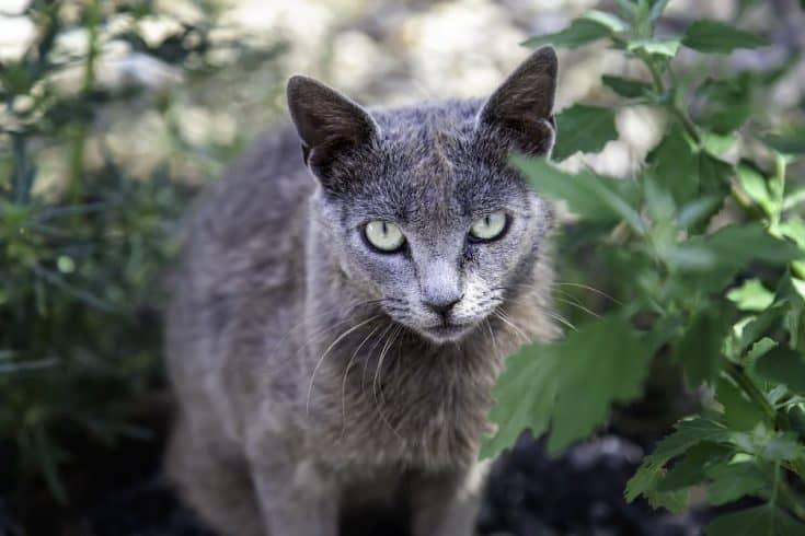 13 Grey Cat Breeds – An Overview With Pictures! – FAQcats.com