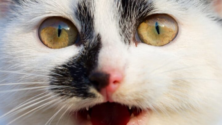 Can Cats Have Lemon – 5 Things To Know! – FAQcats.com