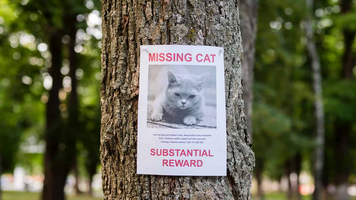 How Do I Keep My Cat From Getting Lost – Simple Tips To Get Your Cat ...