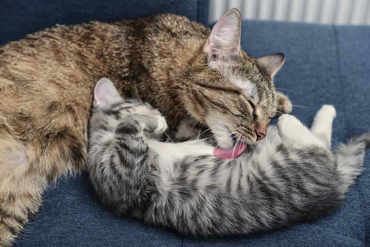How Do Male Cats React To Kittens – FAQcats.com