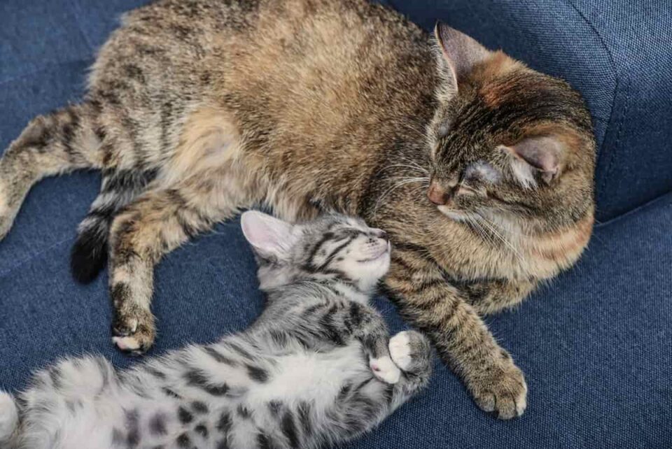 How Do Male Cats React To Kittens – FAQcats.com