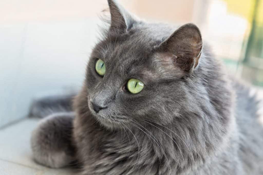 13 Grey Cat Breeds – An Overview With Pictures! – FAQcats.com