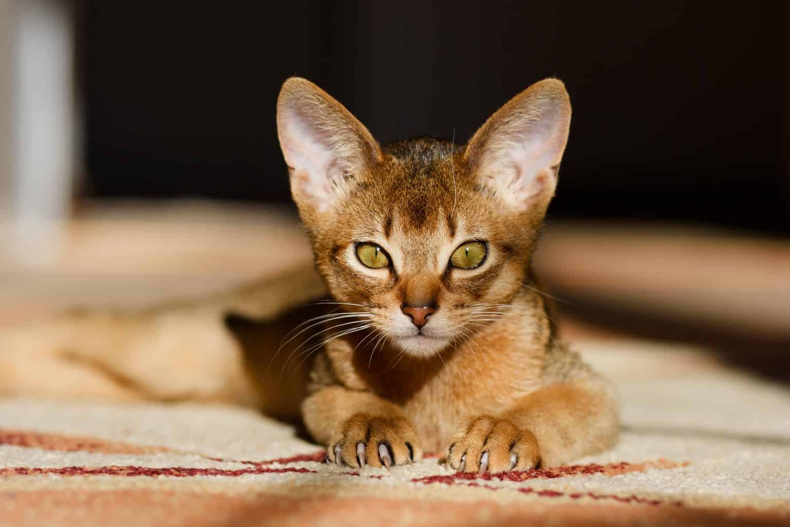 14 Orange Cat Breeds – An Overview With Pictures! – FAQcats.com