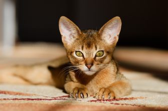 14 Orange Cat Breeds – An Overview With Pictures! – FAQcats.com