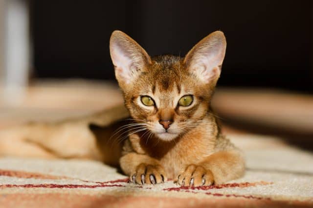 14 Orange Cat Breeds – An Overview With Pictures! – FAQcats.com