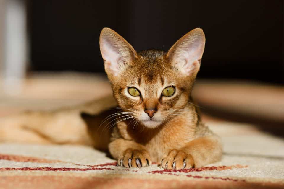 14 Orange Cat Breeds – An Overview With Pictures! – FAQcats.com