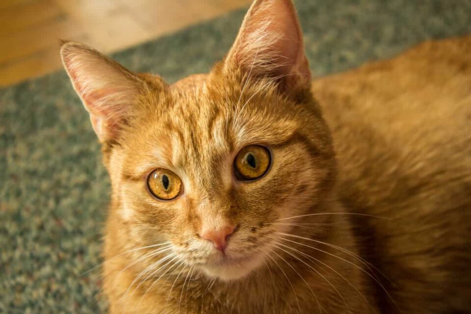 Are Orange Cats Dumb – It’s A Myth! – FAQcats.com