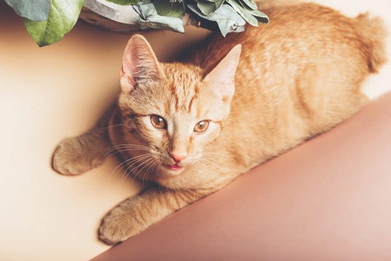 14 Orange Cat Breeds – An Overview With Pictures! – FAQcats.com