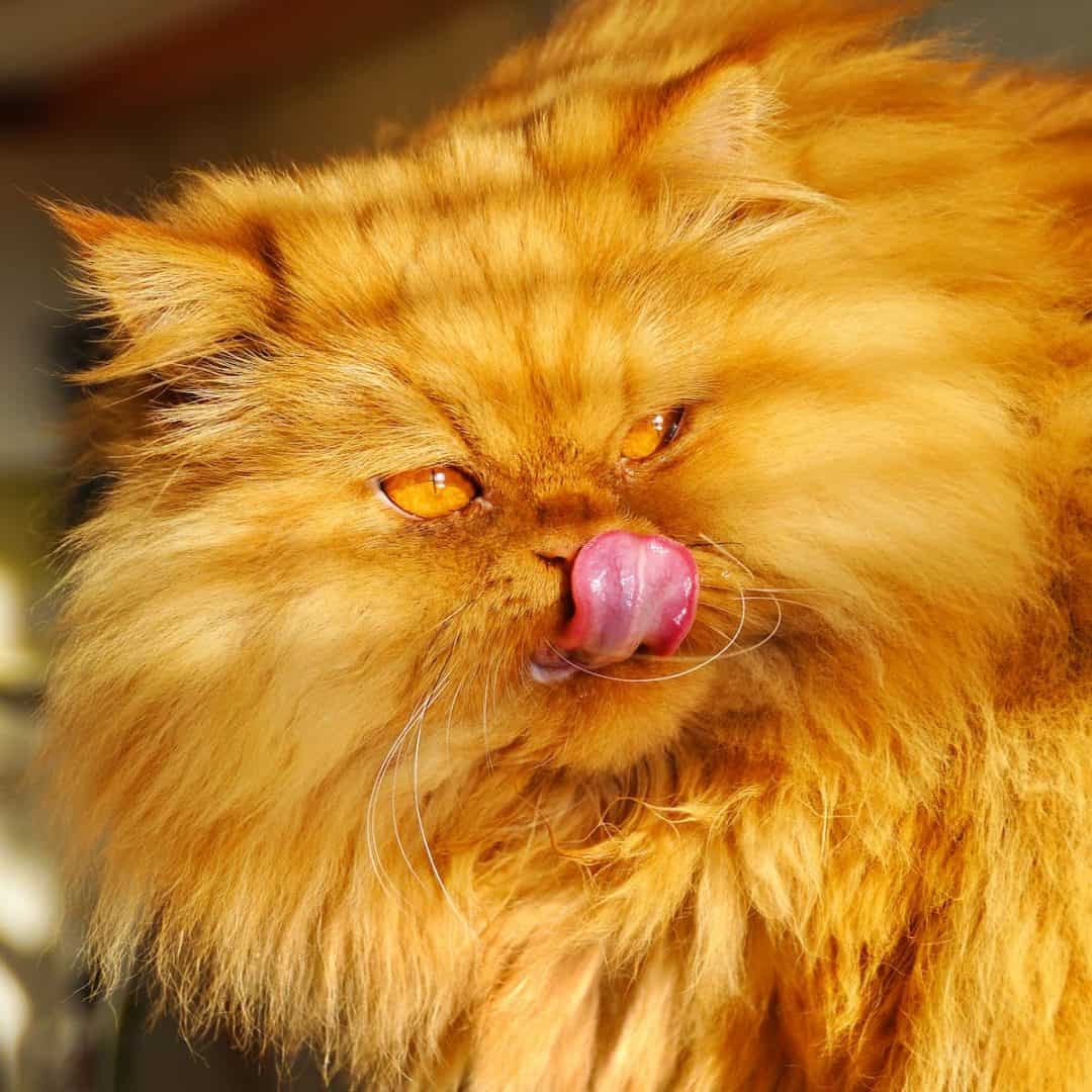 14 Orange Cat Breeds – An Overview With Pictures! – FAQcats.com