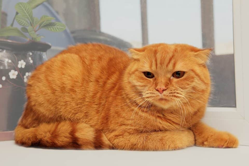 14 Orange Cat Breeds - An Overview With Pictures! | FAQcats.com