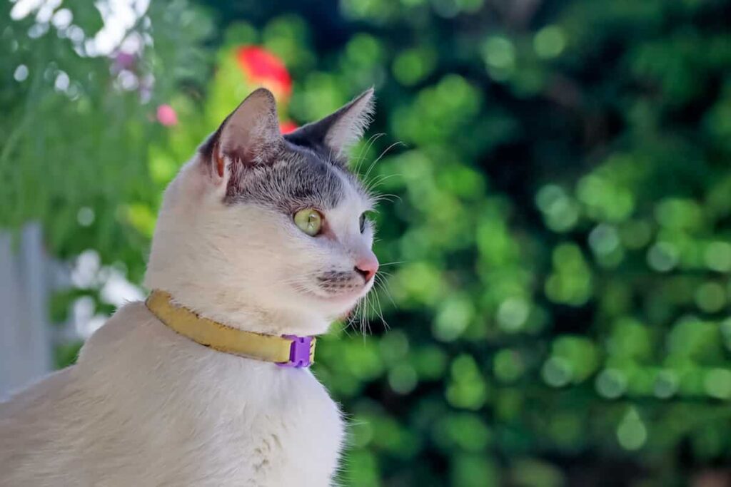 Outdoor Cats And Flea Collars Do They Really Work