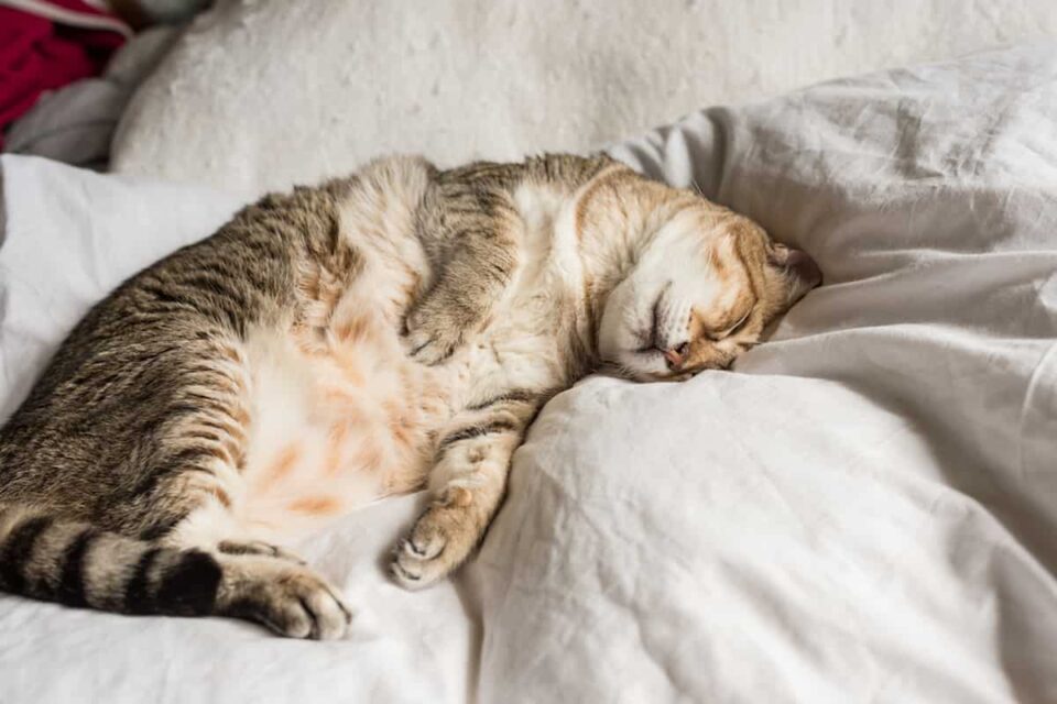 Why Are Cats So Passive: An Insight Into Feline Behavior – FAQcats.com