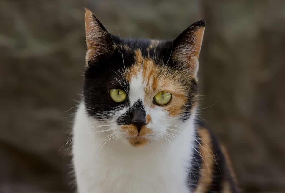 Why Are Patchwork Cats Female – Understanding Chromosomes! – FAQcats.com