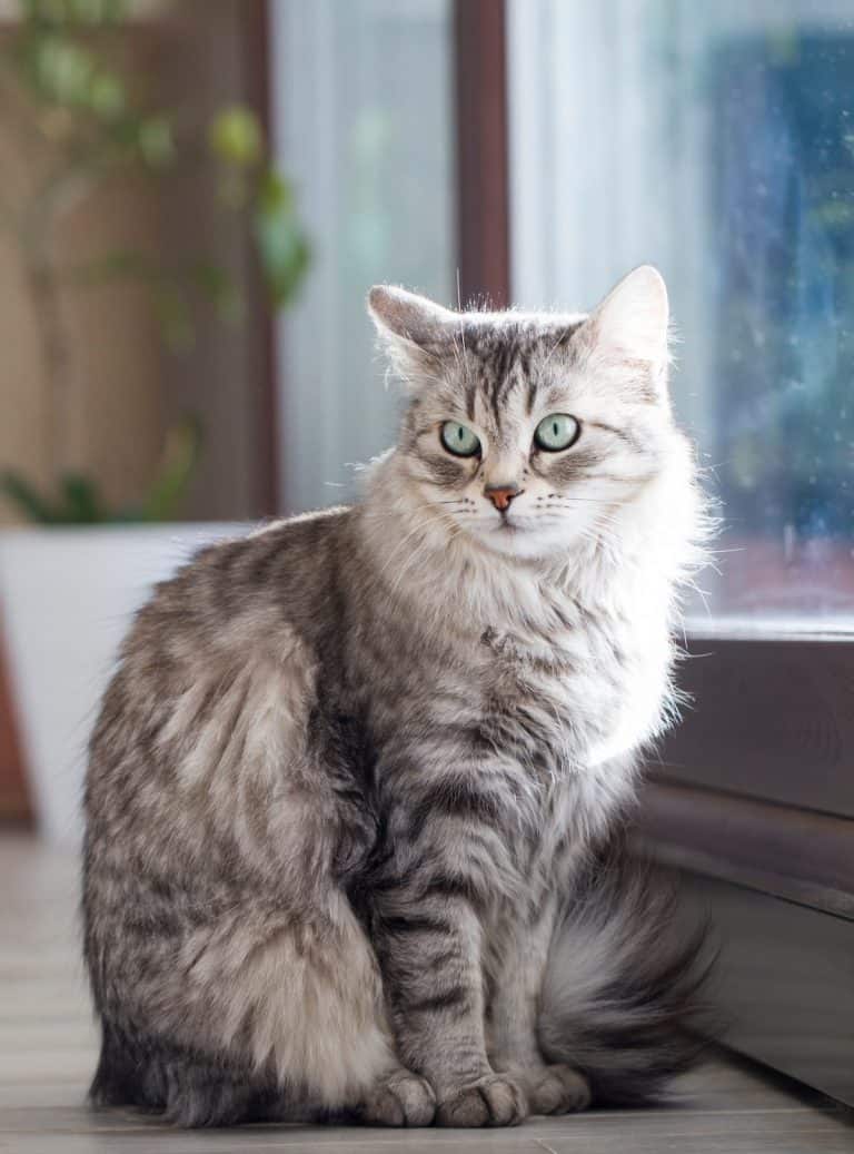 13 Grey Cat Breeds – An Overview With Pictures! – FAQcats.com