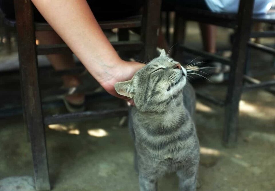Why Cats Eat When You Pet Them – The Odd Behavior Explained – FAQcats.com