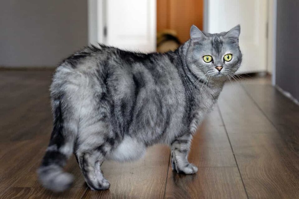 How To Tell If Your Cat Ever Had Kittens – FAQcats.com