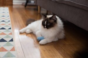 Ragdoll Cat Facts You Never Knew! – FAQcats.com