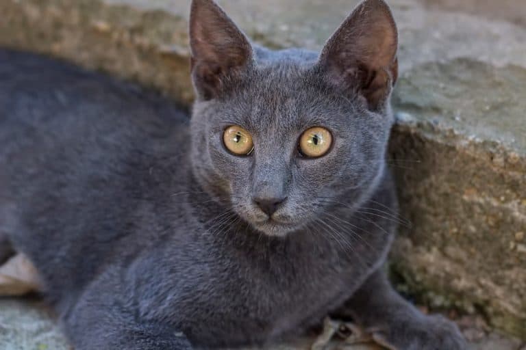 13 Grey Cat Breeds – An Overview With Pictures! – FAQcats.com