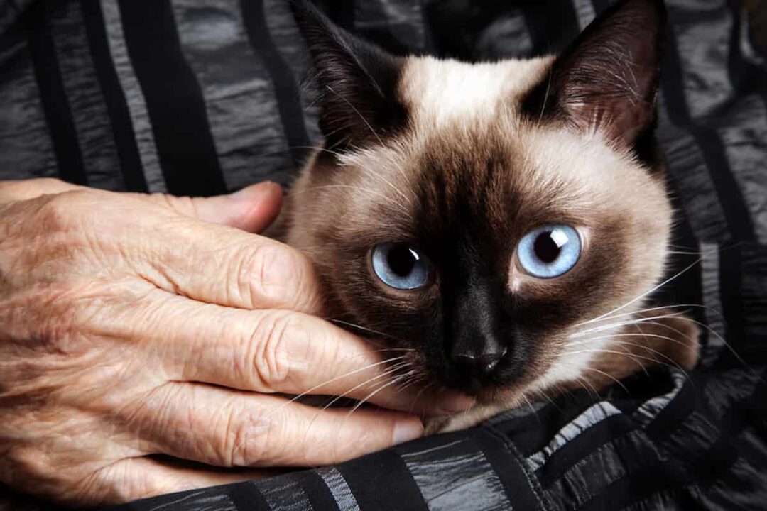 Why Does My Siamese Cat Only Like Me – The Odd Behavior Explained! – FAQcats.com
