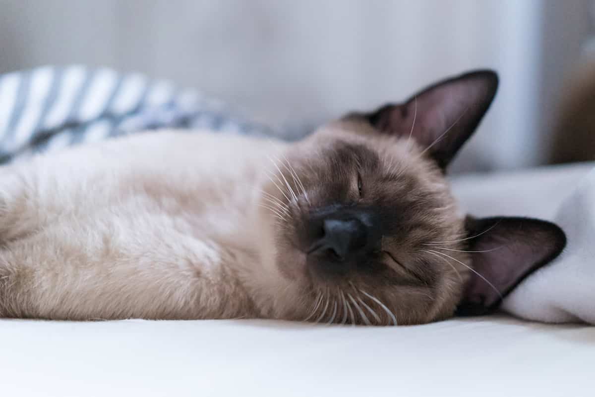 Do Siamese Cats Sleep At Night – Routines & Sleep Schedule Explained – FAQcats.com