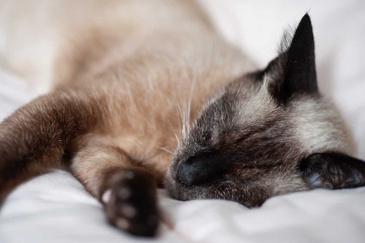 Do Siamese Cats Sleep At Night Routines And Sleep Schedule Explained